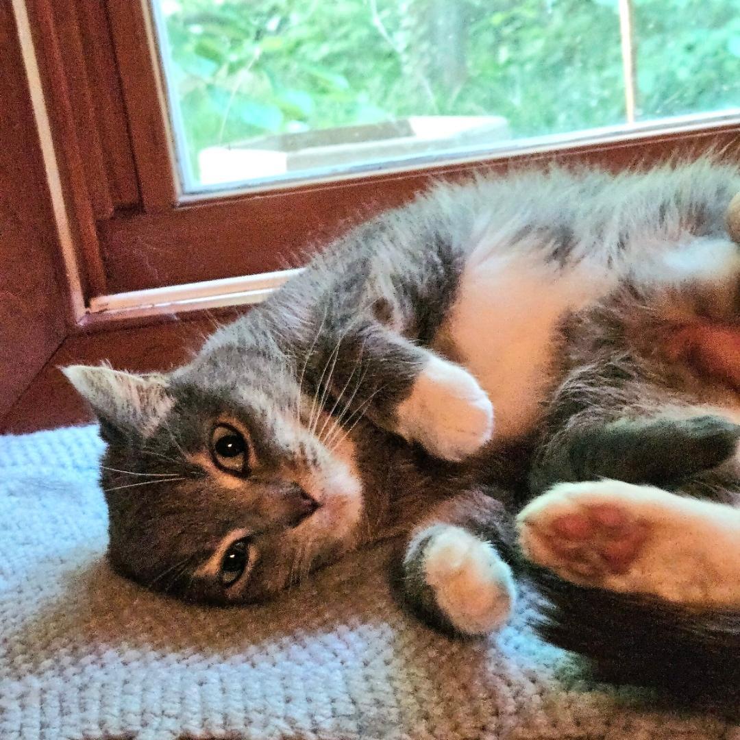 Free to a good home - Pets/Animals > Cats - RiverBender.com