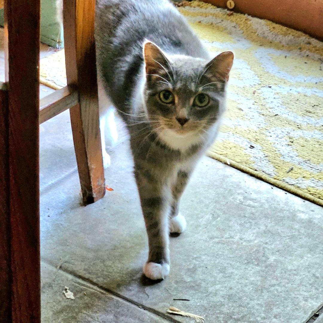 Free to a good home - Pets/Animals > Cats - RiverBender.com