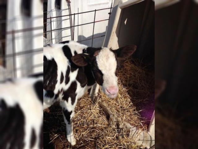 Students Build Bonds With Local Farmers | RiverBender.com
