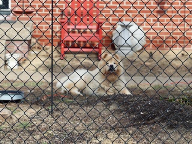 Chow Chow Fight Escalates to Injury in Alton Neighborhood | RiverBender.com