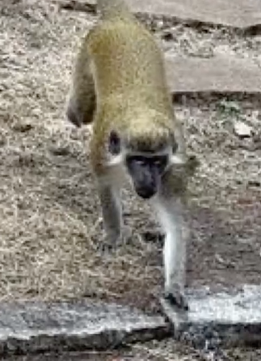 St. Louis Ends Search for Escaped Vervet Monkeys | RiverBender.com