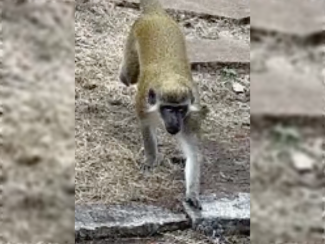 St. Louis Ends Search for Escaped Vervet Monkeys | RiverBender.com