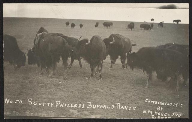 100 Years Ago: Whole Buffalo on Display at Broadway Market in Alton ...