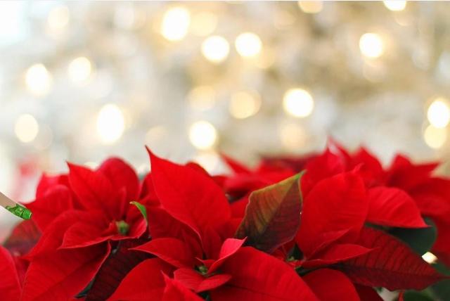 The History of National Poinsettia Day: From Botanical Marvel to ...