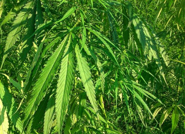 IDOA Releases 2020 Hemp Harvest Numbers | RiverBender.com
