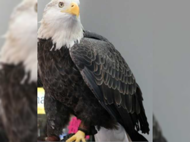 Take Eagle Watching to the Next Level With New Eagle Watcher’s Passport ...