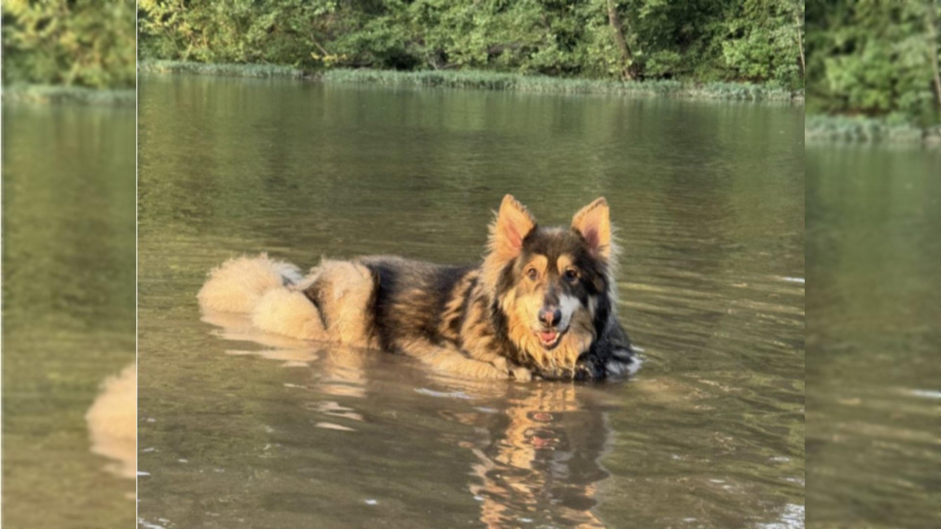 Edwardsville's 'Scout' Competes in National Favorite Dog Contest ...