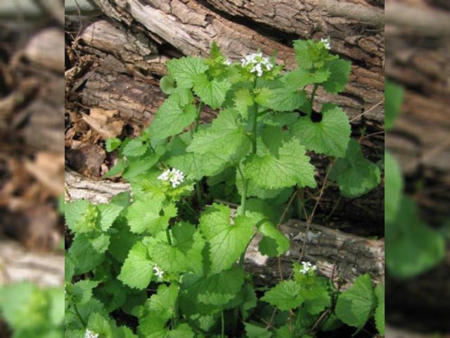 Protect Illinois Forests By Removing Invasive Garlic Mustard This ...