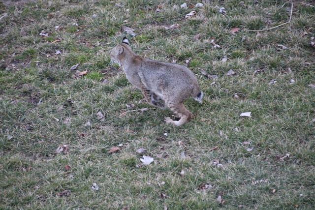 Alton Man Spots Bobcat In Backyard, Captures It With Photos ...