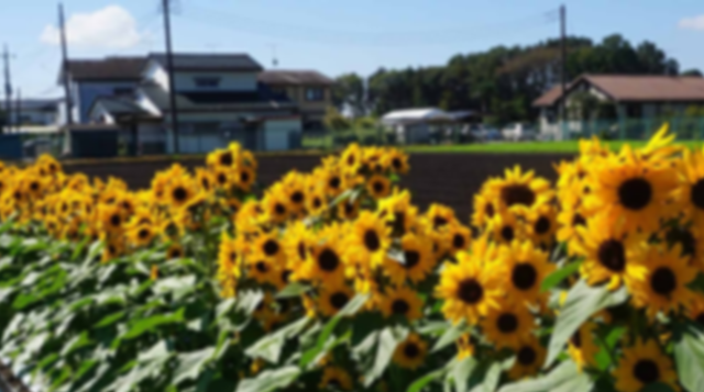 Plant New Fruit, Vegetable, And Flower Varieties With Confidence With ...