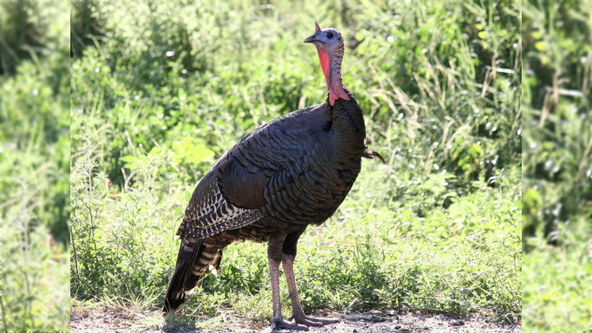 Illinois Youth Turkey Hunters Set New Harvest Record During 2026 Season ...