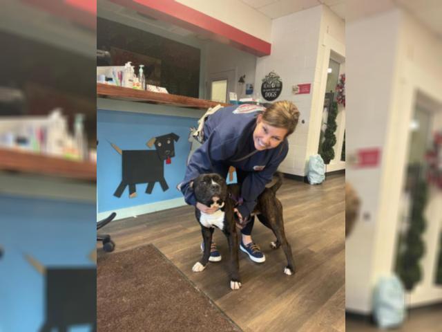 Morrison Plumbing, Heating, Air & Electrical Launches Pet Supply Drive ...