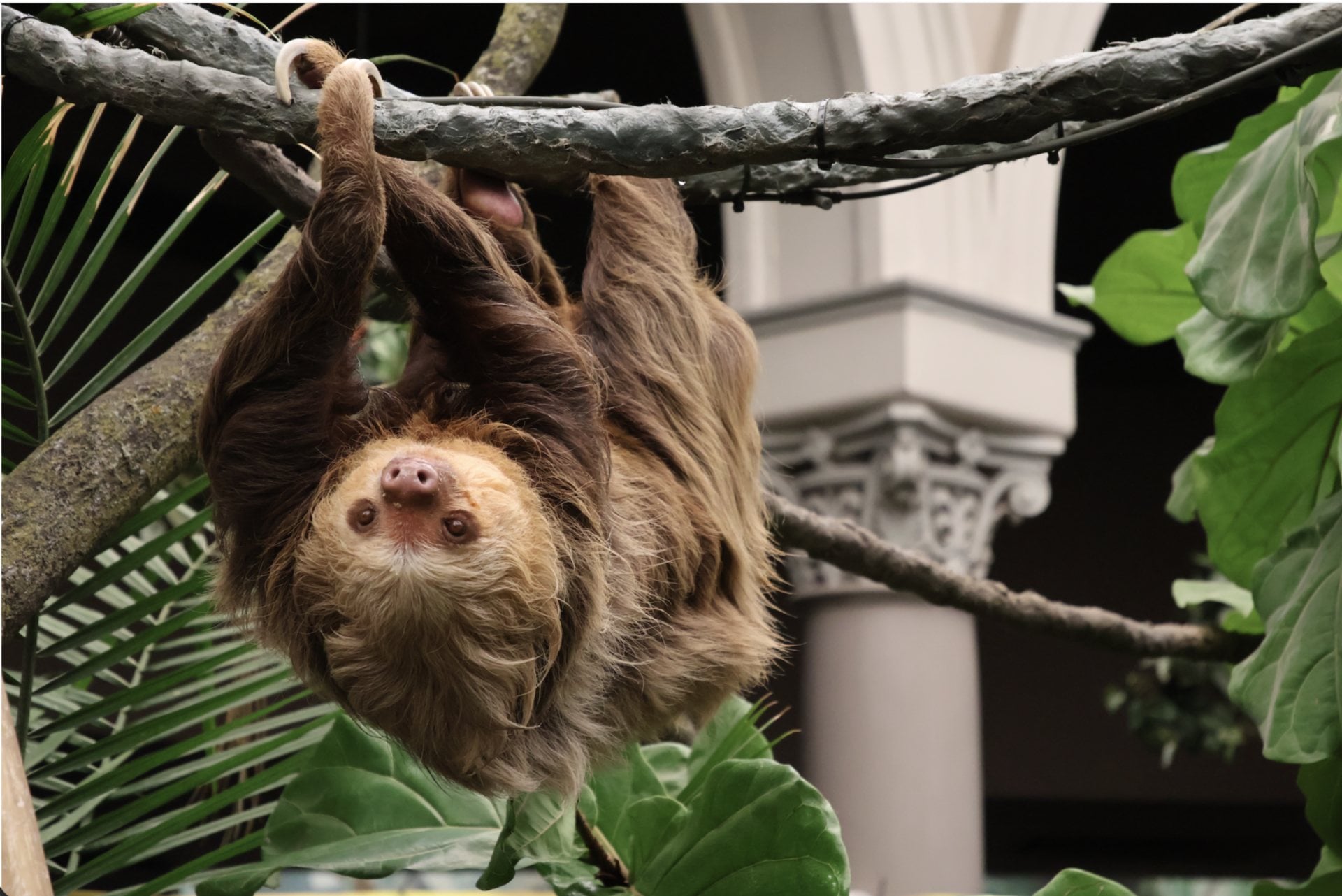 Sloth Atrium Opens April 15 at the Saint Louis Zoo | RiverBender.com