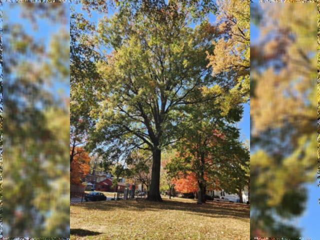 Edwardsville’s Heritage Tree List is Growing; City Encourages Addition ...