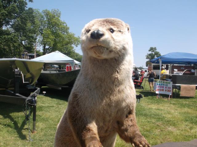 River Rats catch river monsters: Grafton hosts third annual catfish ...