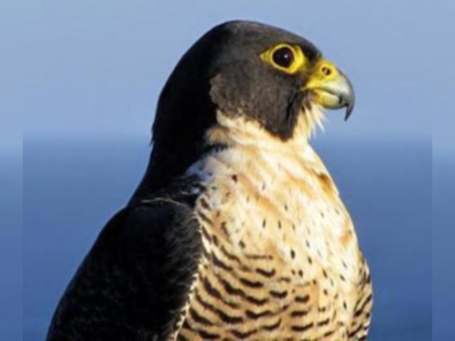 Ameren Missouri's Live Cam Provides Up-Close Look At Peregrine Falcons ...