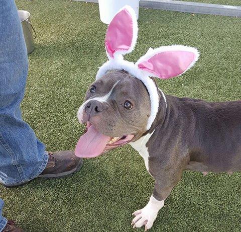 Hope Animal Rescues seeks justice for pit bull | RiverBender.com