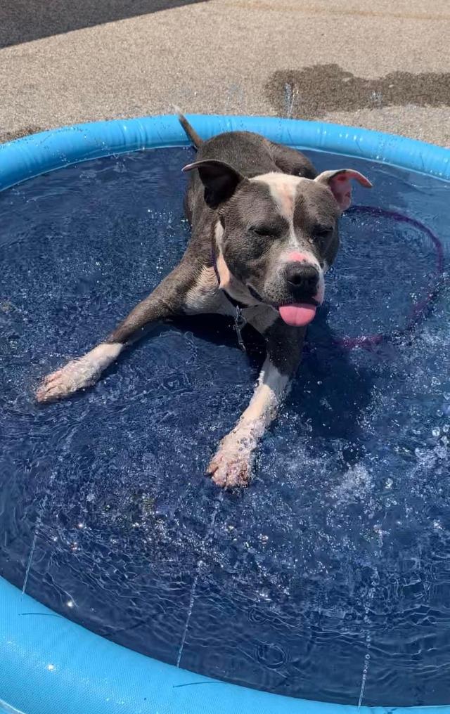 East St. Louis Animal Shelter Issues Plea for Help After Air ...