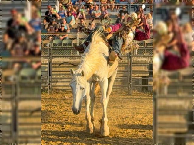 New Rodeo Company Whippoorwill Impresses Jersey County Fair Audience ...