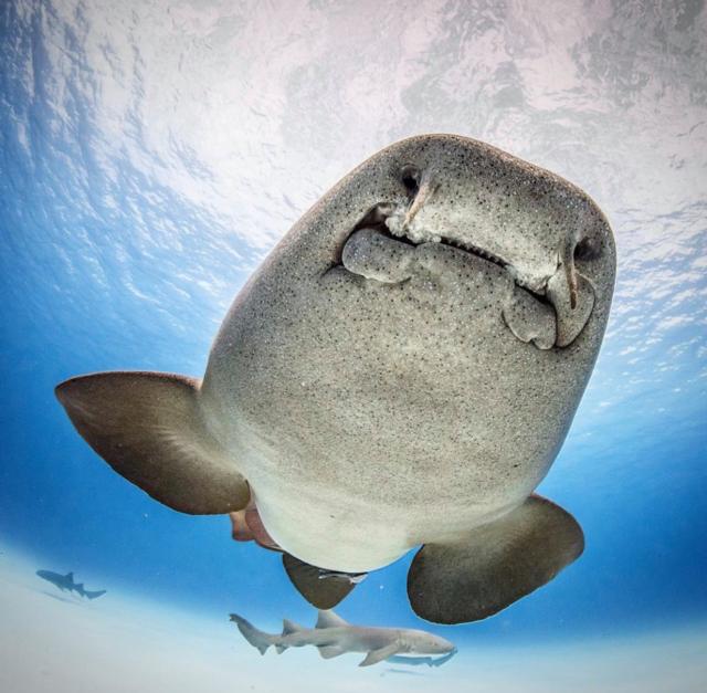 It's Shark Week At The St. Louis Aquarium At Union Station ...