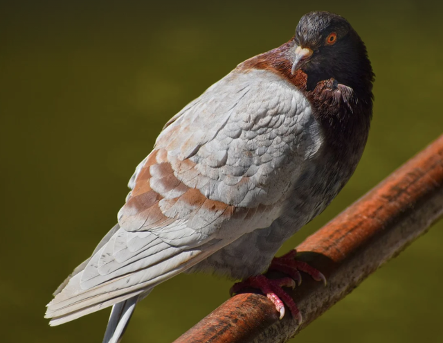 Johnson-Sauk Trail State Recreation Area Closes Dove Hunting For 2025 ...