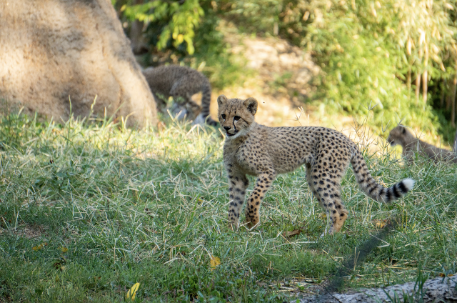Cheetah Cubs Make Public Debut At Saint Louis Zoo | RiverBender.com