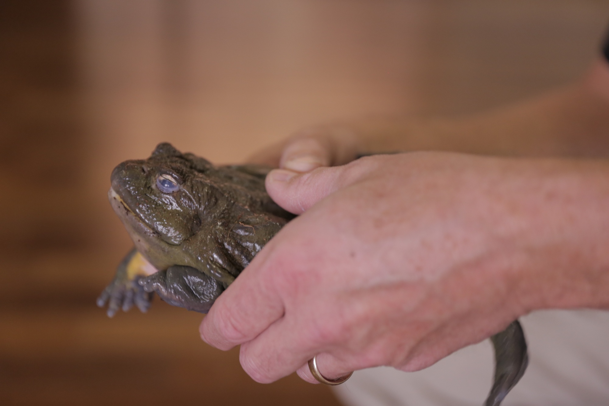 RBCC/Hayner host Creepy Critters from Animal Tales at after-school ...