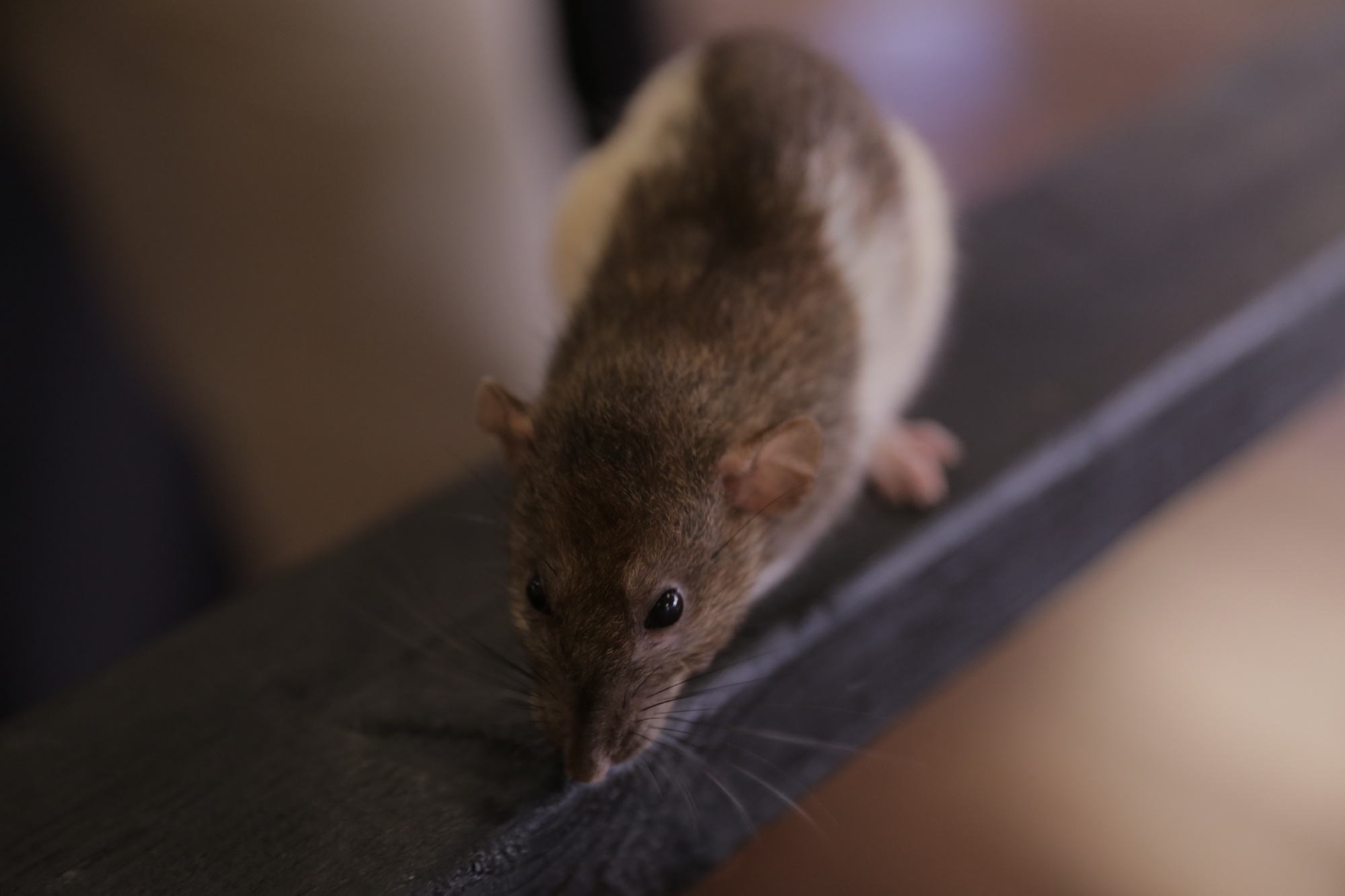 RBCC/Hayner host Creepy Critters from Animal Tales at after-school ...